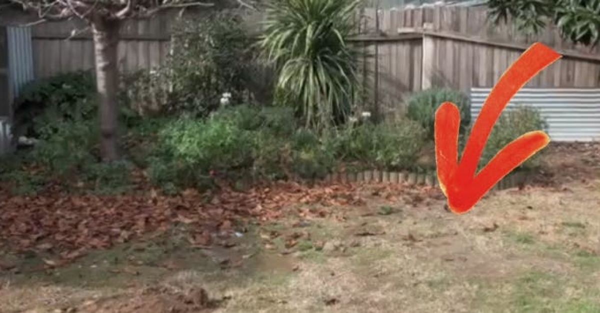 He buys a house with a very poorly maintained yard... What he did with ...