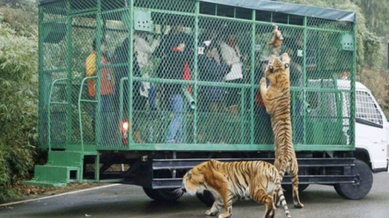 Finally, a zoo where the roles are flipped! Here, it's the humans who ...