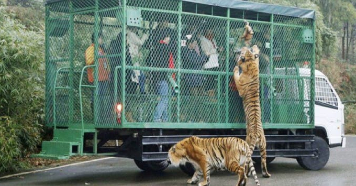 Finally, a zoo where the roles are flipped! Here, it's the humans who ...