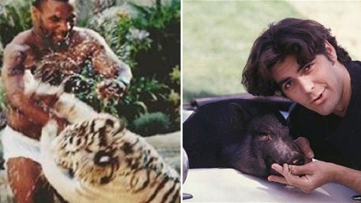 Which of these 12 celebrity pets is the most unusual?