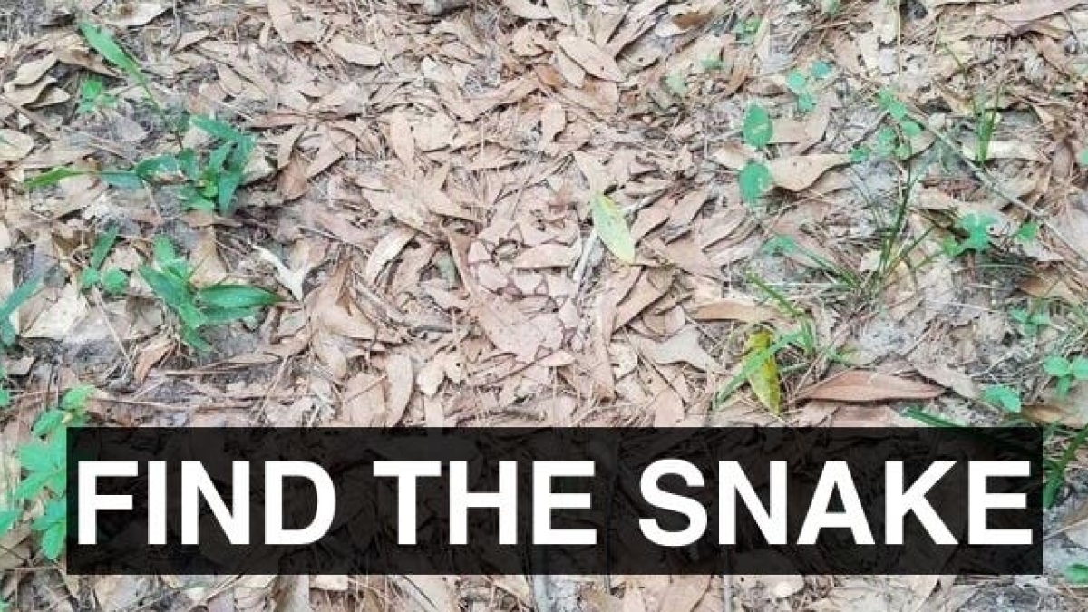 If you don’t have perfect vision, you won’t be able to find the hidden ...