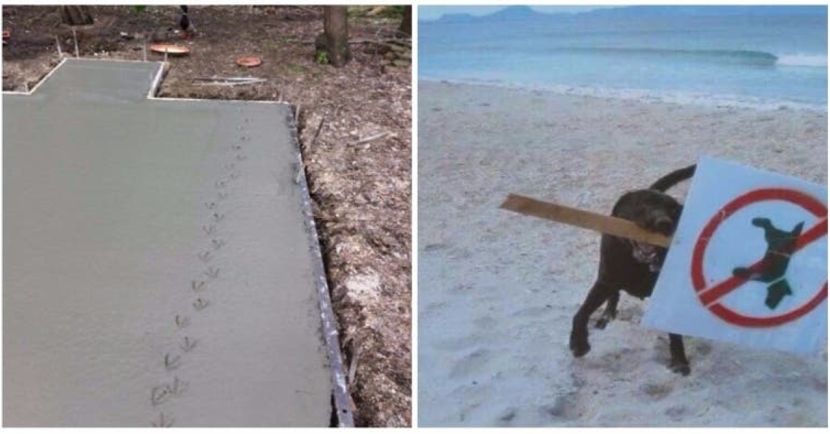 25 rebellious animals refusing to do what they're told