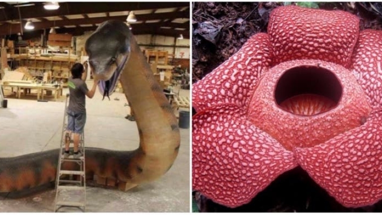 15 of the biggest living things found on Earth