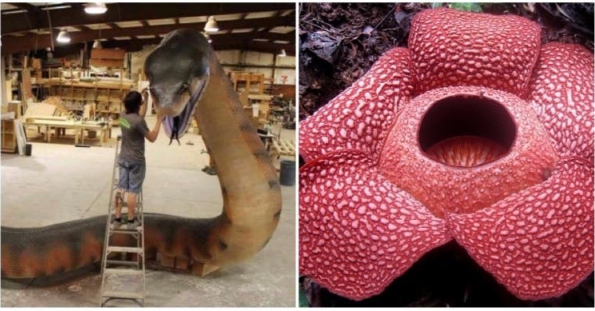 15 of the biggest living things found on Earth