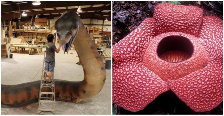 15 of the biggest living things found on Earth 15 of the biggest living things found on Earth