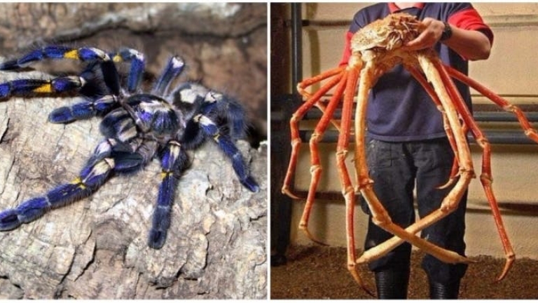 The 9 biggest and scariest spiders in the world
