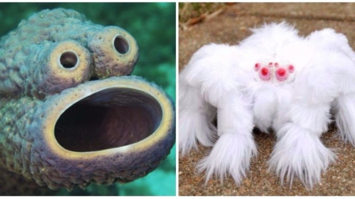 14 weird and wonderful creatures that actually exist