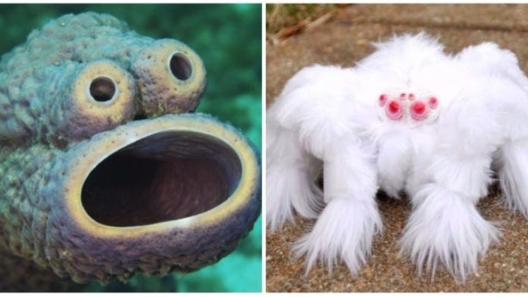 14 weird and wonderful creatures that actually exist