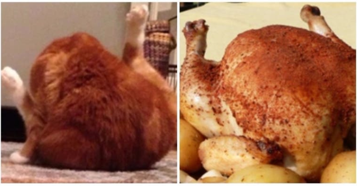 15 things that bear an uncanny resemblance to people or animals