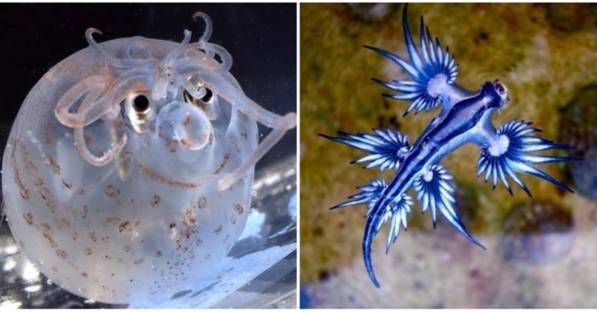 13 weird-looking animals that are stranger than fiction