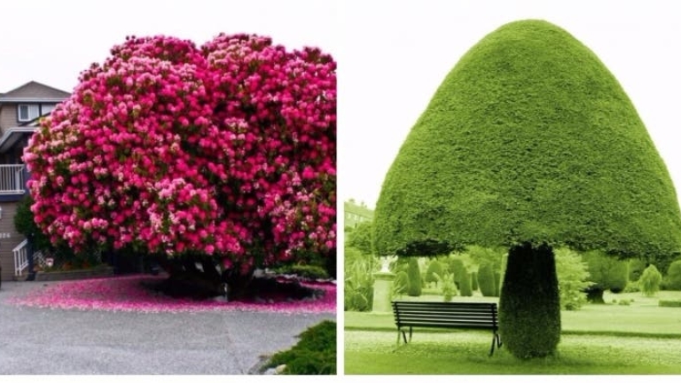 15 of the most beautiful and unusual trees on the planet