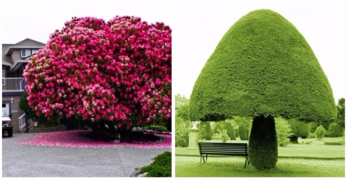 15 of the most beautiful and unusual trees on the planet