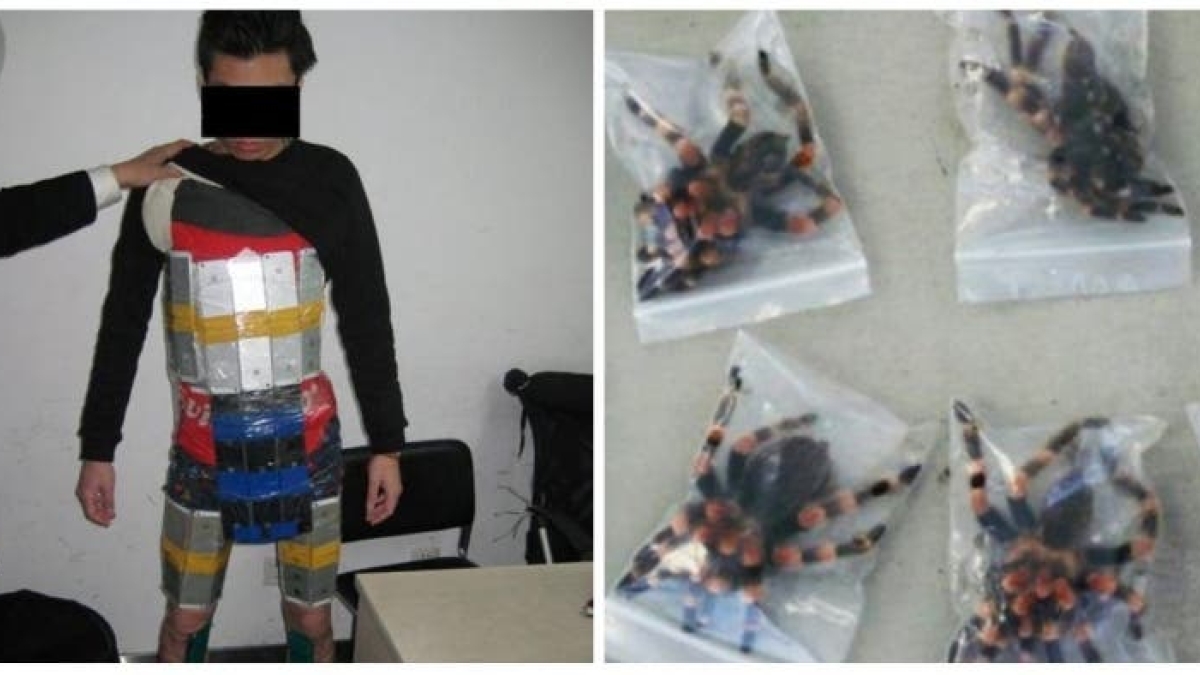 9 of the strangest things that passengers have tried to smuggle through ...