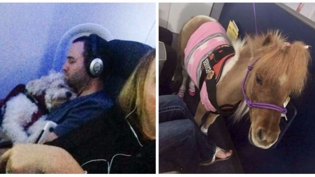 20 super-cute photos of animals traveling on planes