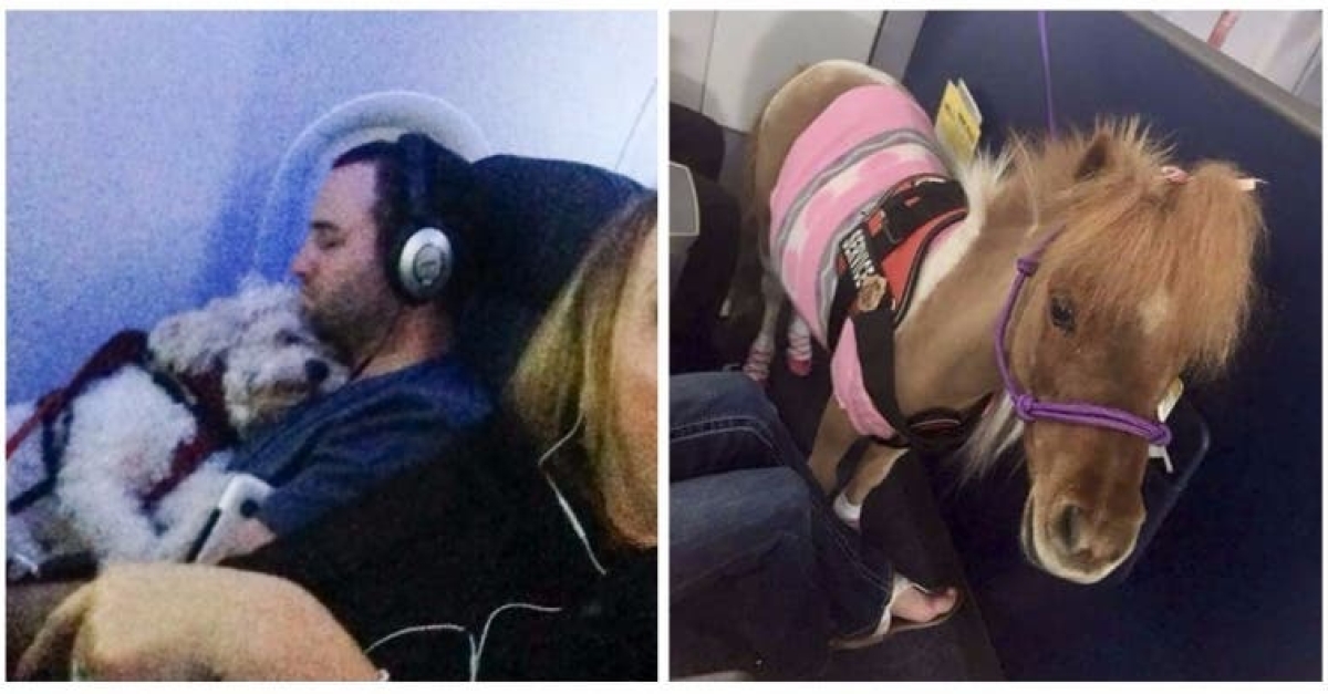 20 super-cute photos of animals traveling on planes