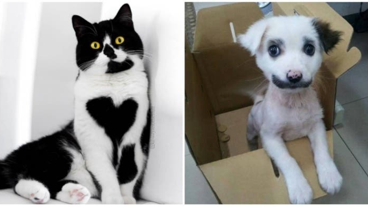 16 animals with the most amazing markings