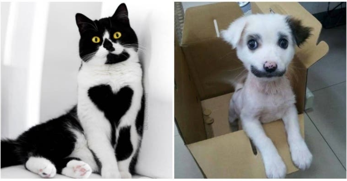 16 animals with the most amazing markings