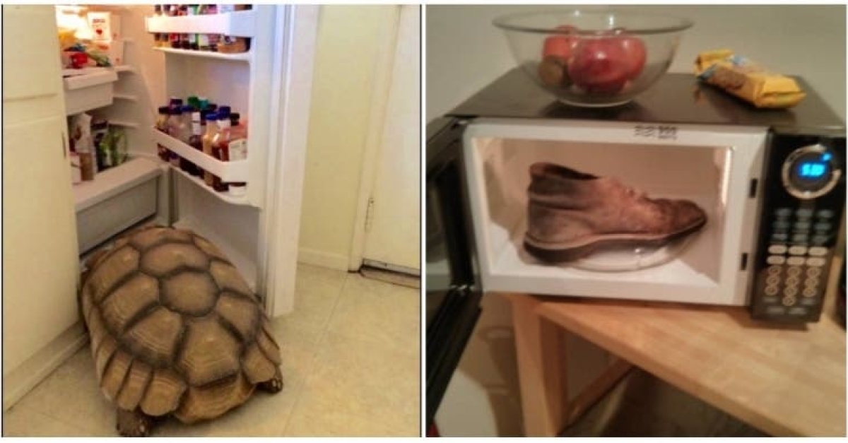 18 strange sights people woke up to in the morning