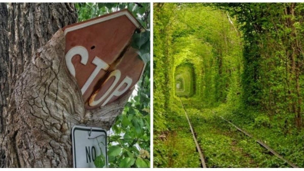 26 incredible photos of nature invading man-made structures and objects