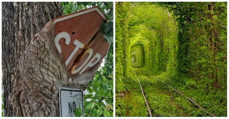 26 incredible photos of nature invading man-made structures and objects