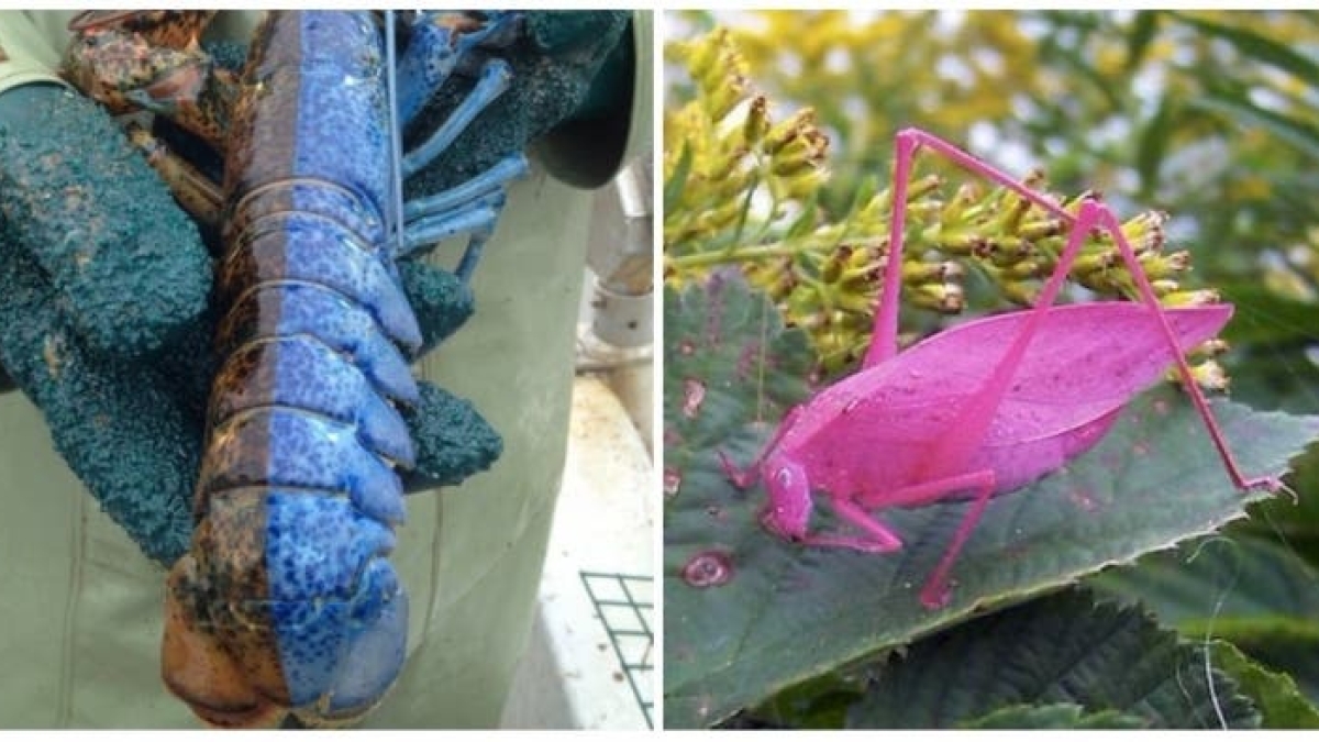 20 animals that defy the laws of genetics