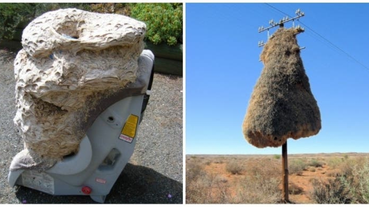 17 stunning natural works of art created by animals