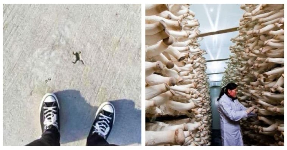 21 quirky sights caught on camera