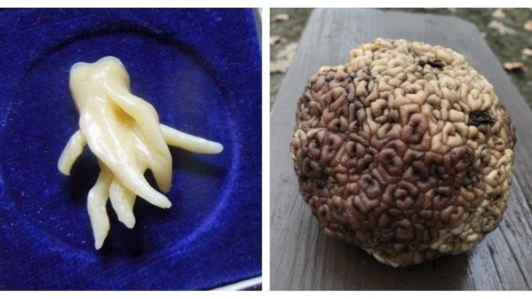 24 fascinating and rare sights that were caught on camera