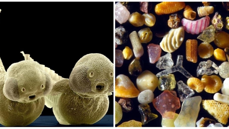 20 pictures of everyday objects under a microscope