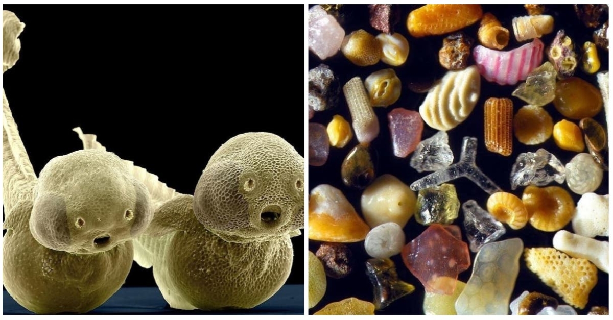 20 pictures of everyday objects under a microscope