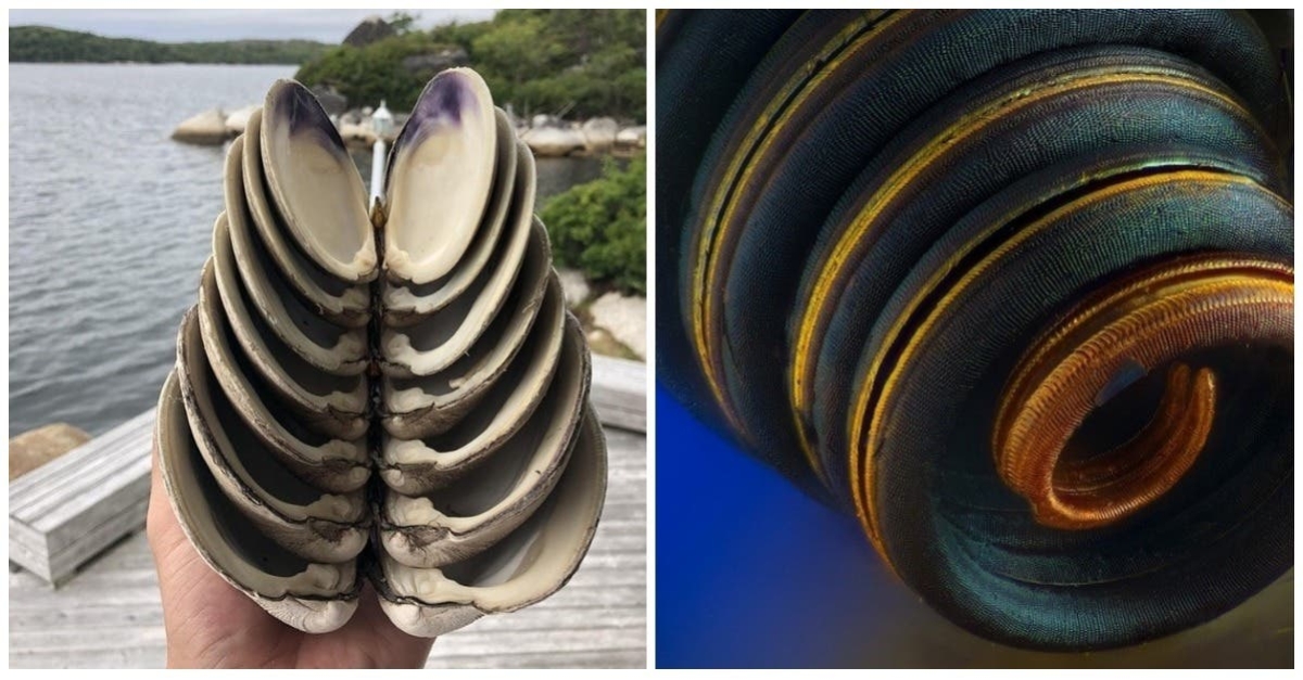 18 photos of things most people have never seen before