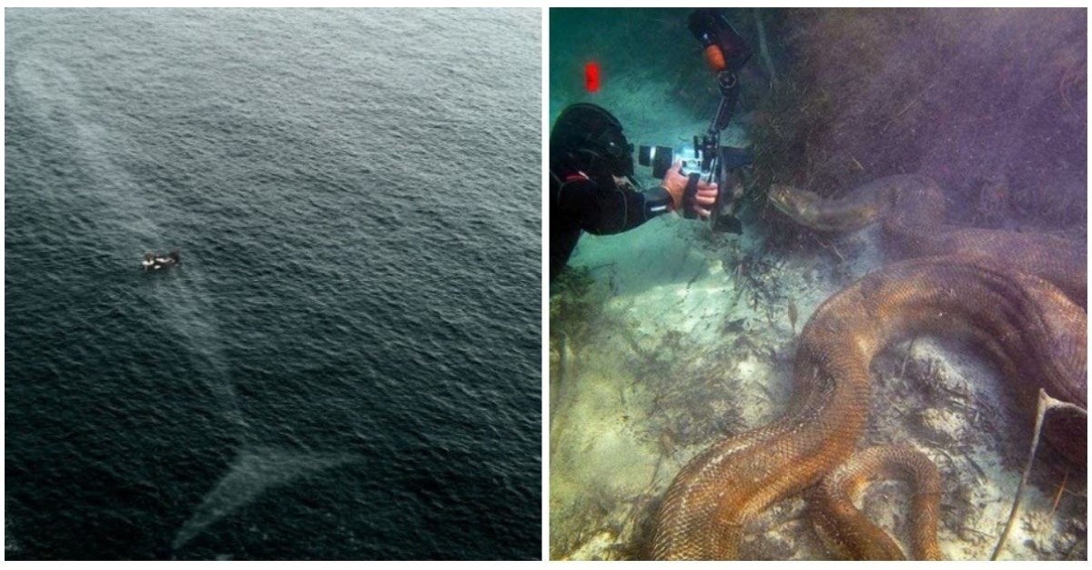 15 photos that will make anyone scared to swim in the ocean