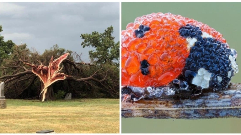 25 unusual and wonderful sights caught on camera