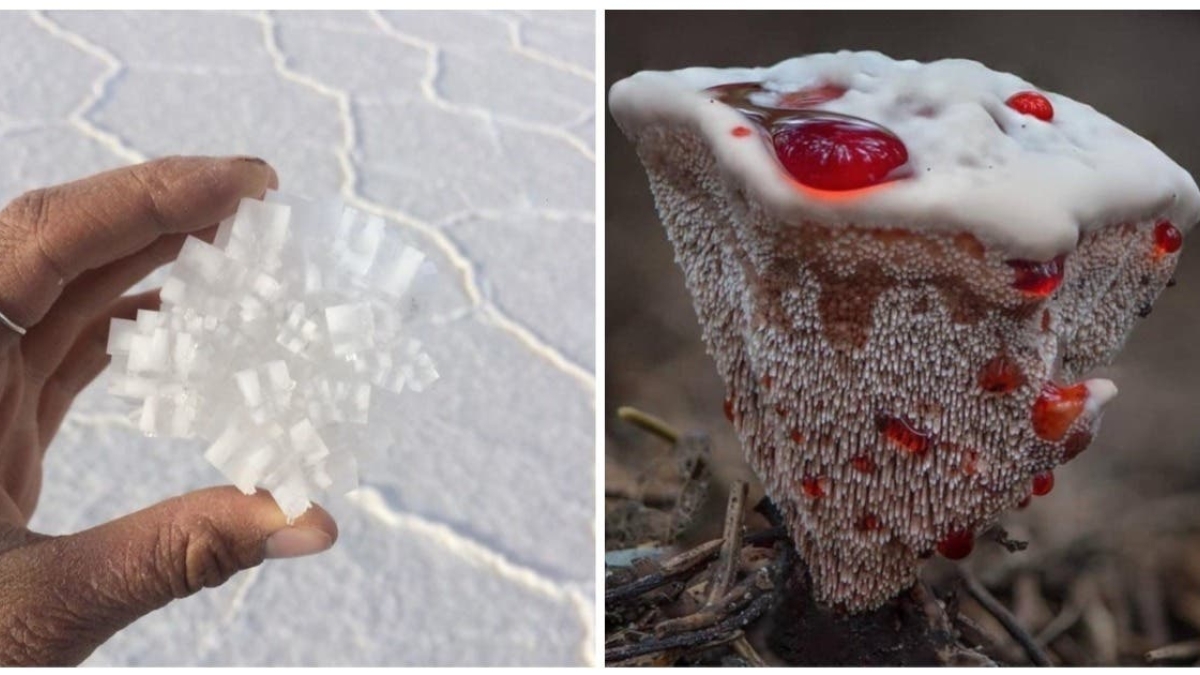 23 photos that show the extraordinary side of nature