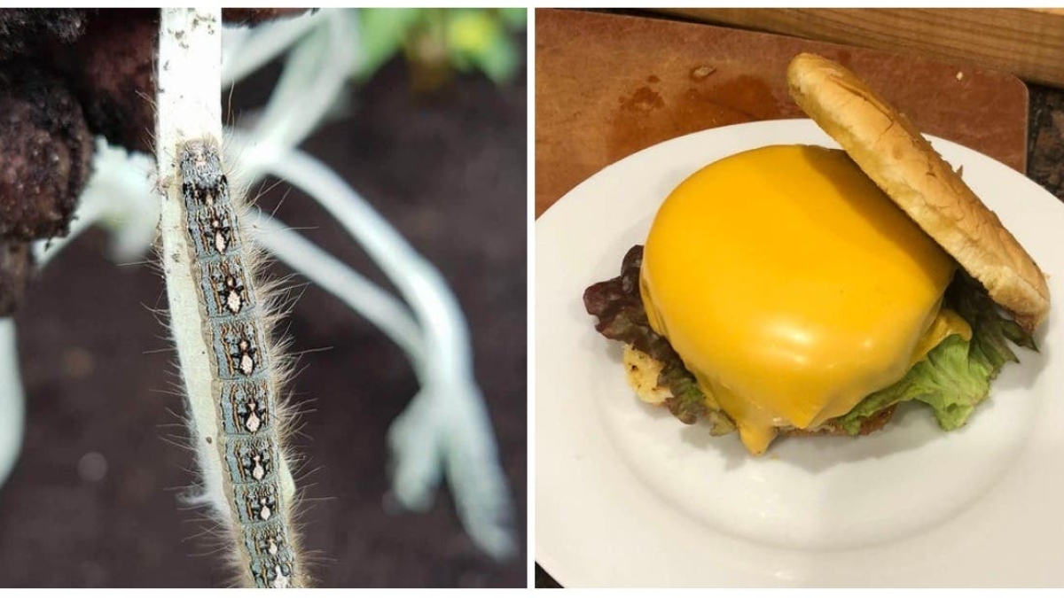 20 rare things that happened due to chance