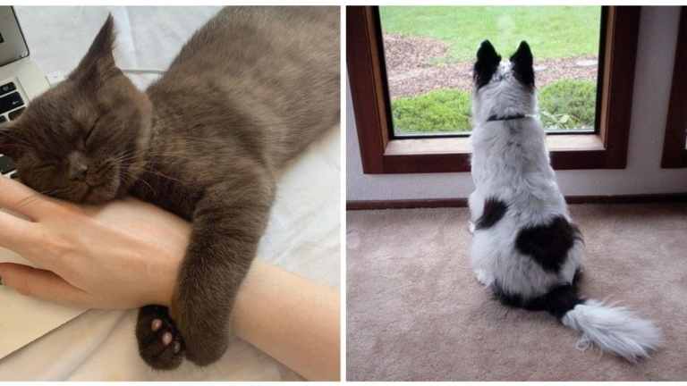 20 touching photos that illustrate how much pets love their owners