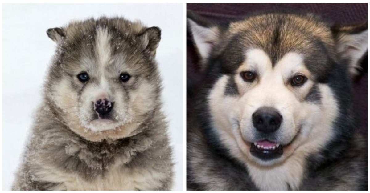 20 photos of puppies that turned into guard dogs