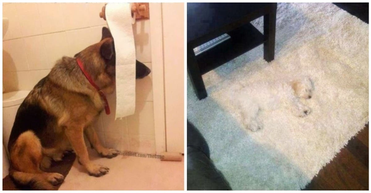 19 photos of dogs trying and failing to hide