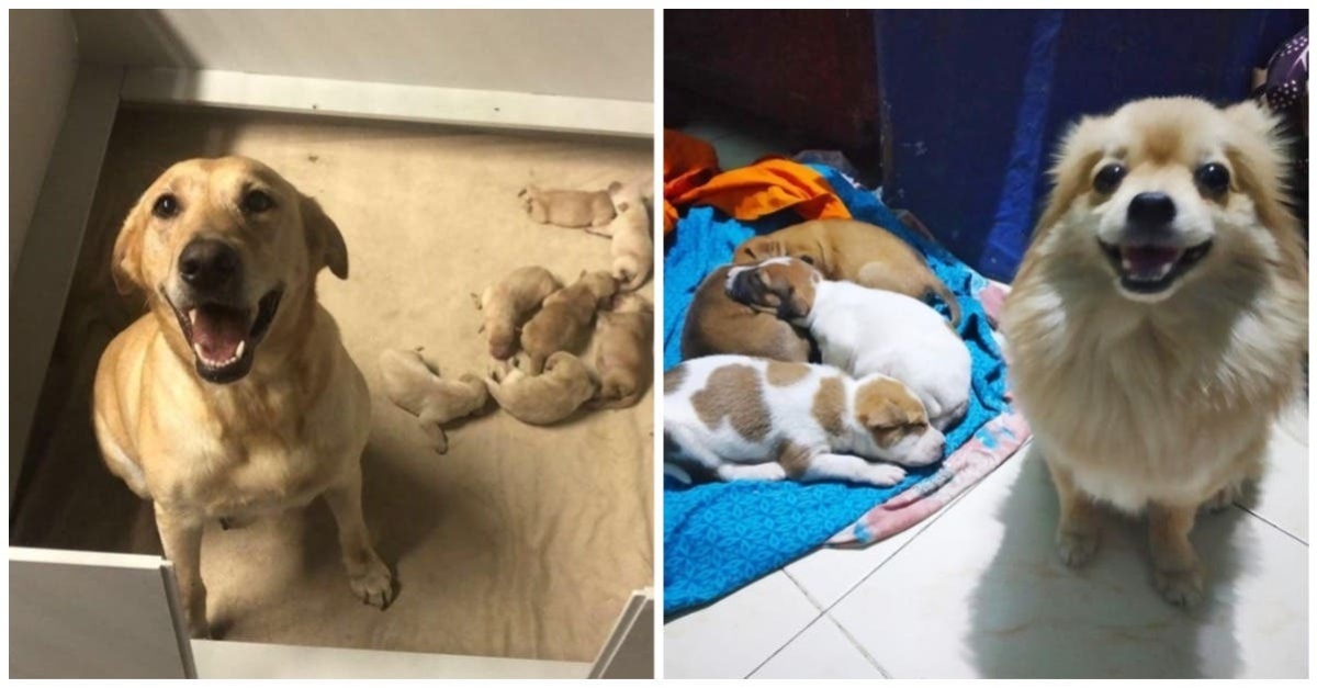 17 cute photos of animals with their young