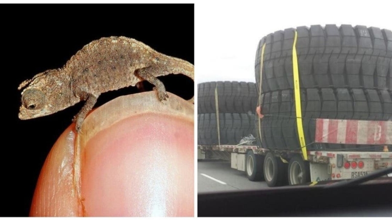 20 mind-blowing size comparisons