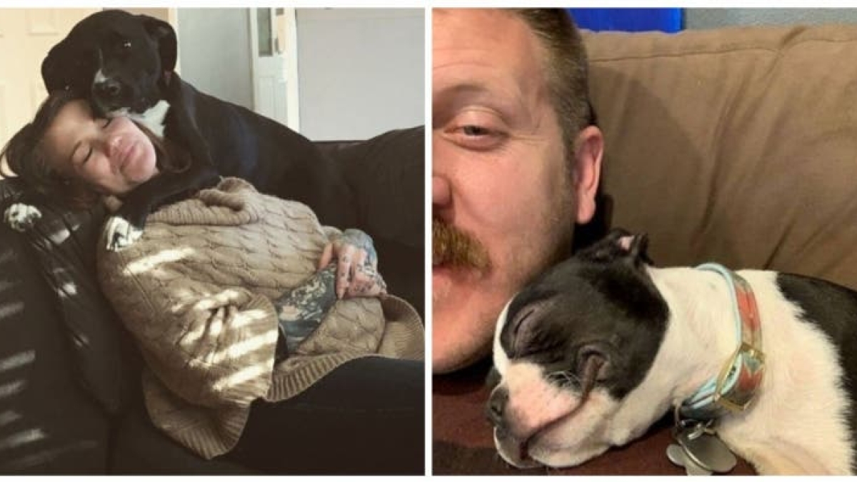 19 pets that prove animals can show true love