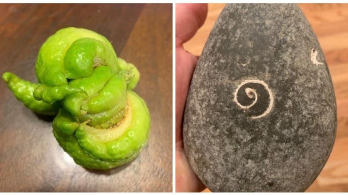 15 photos of strange situations caught on camera