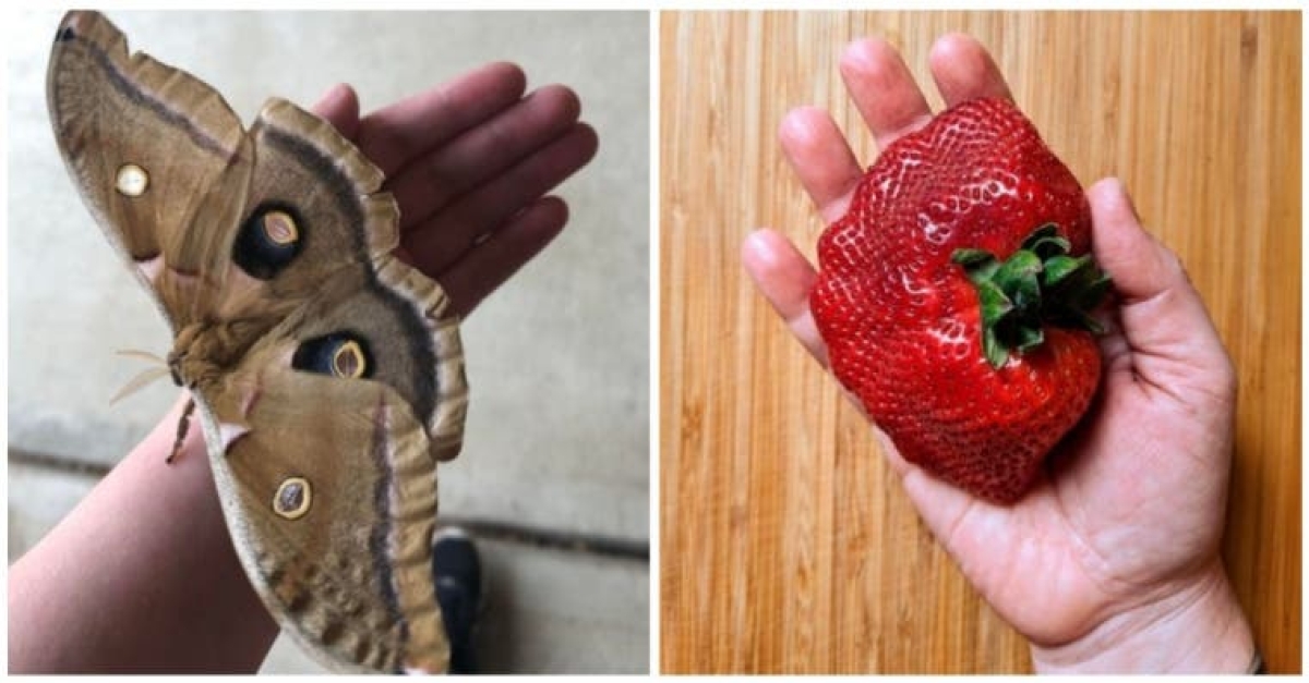 15 photos of giant fruit and vegetables that are hard to believe