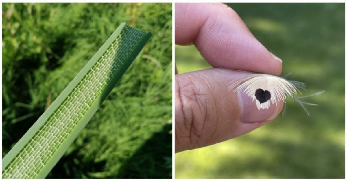 19 photos that prove perfection exists in all sorts of places