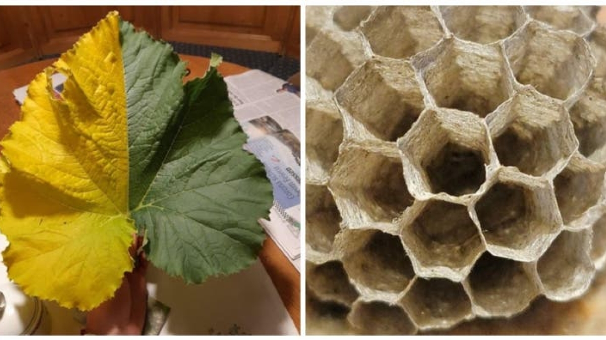 19 photos that illustrate the beauty of nature