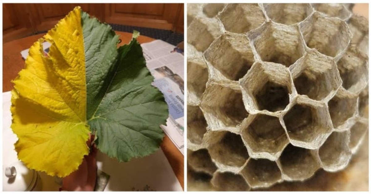 19 photos that illustrate the beauty of nature