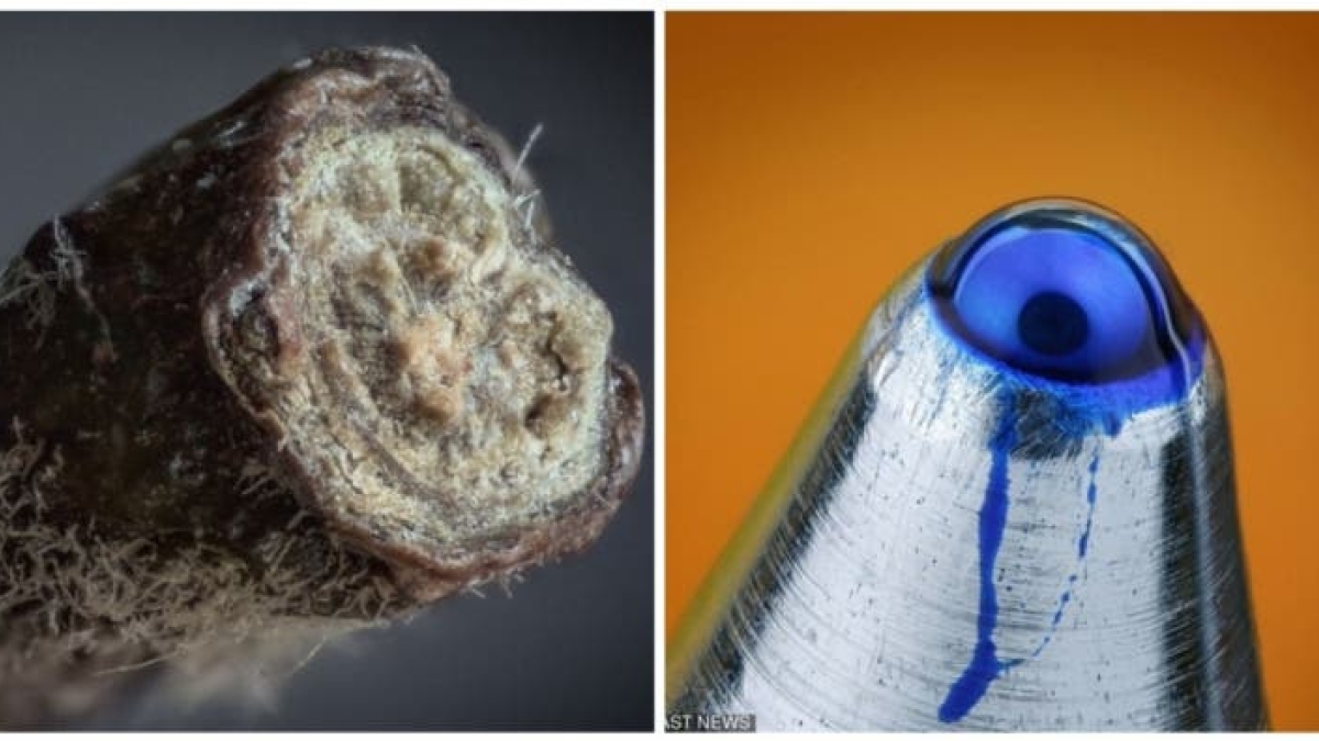 16 fascinating microscope photos that show off mesmerizing details