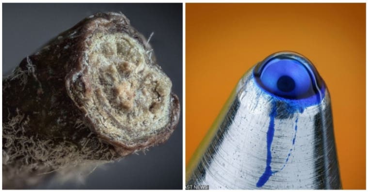 16 fascinating microscope photos that show off mesmerizing details