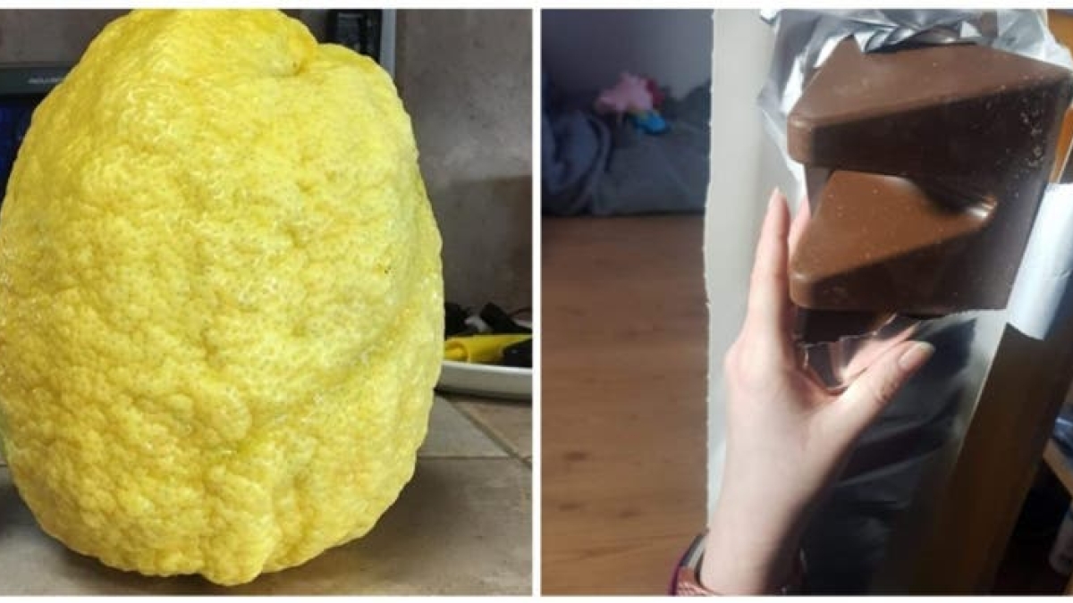 17 photos of objects and animals that are surprisingly big