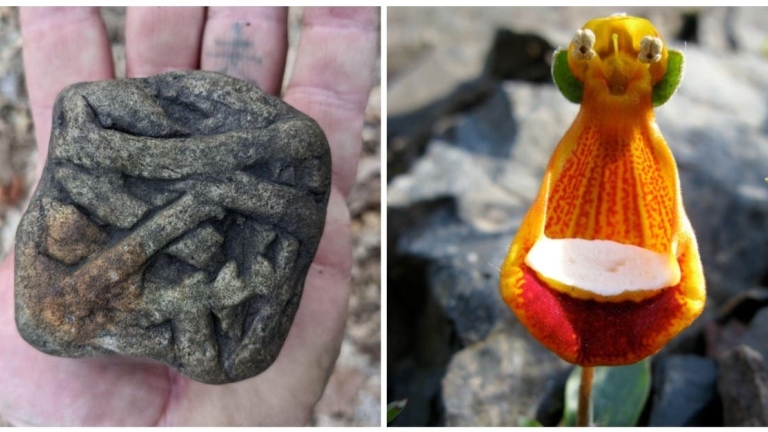 16 weird and wonderful photos of nature